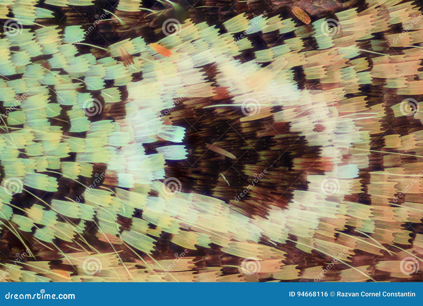 Extreme Magnification - Butterfly Wing Under the Microscope Stock Photo ...