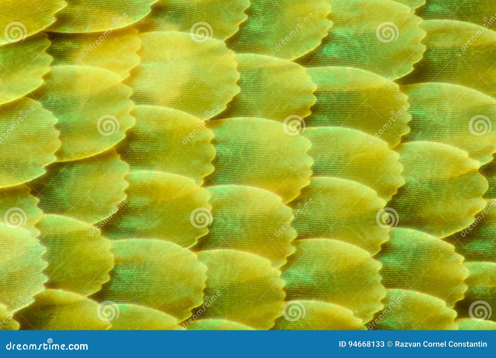 Extreme Magnification - Butterfly Wing Under the Microscope Stock Image ...