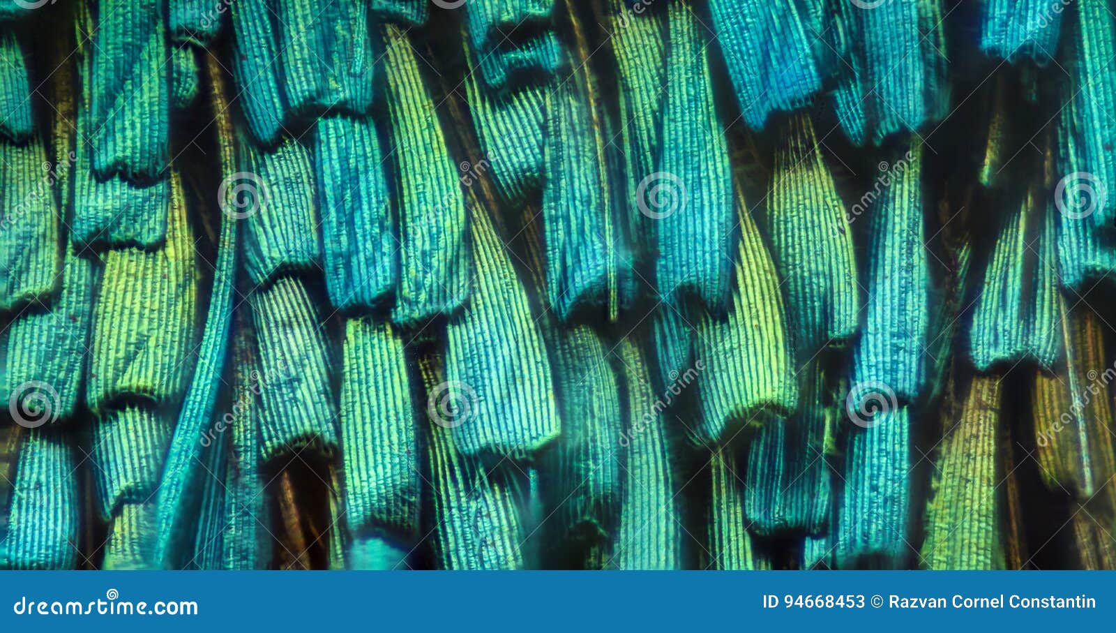 Extreme Magnification - Butterfly Wing Under the Microscope Stock Image ...