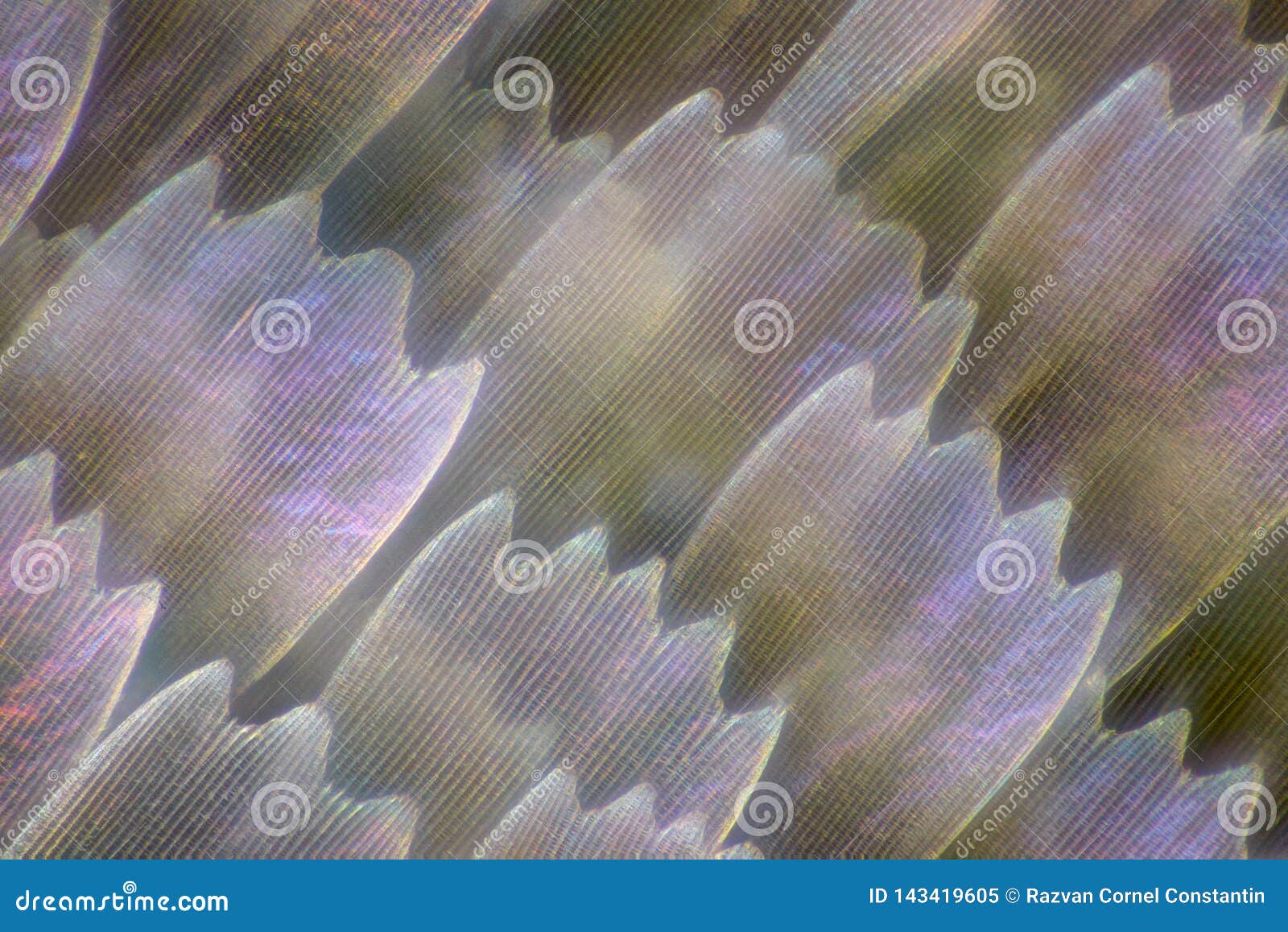 Extreme Magnification - Butterfly Wing Under the Microscope, 100x ...