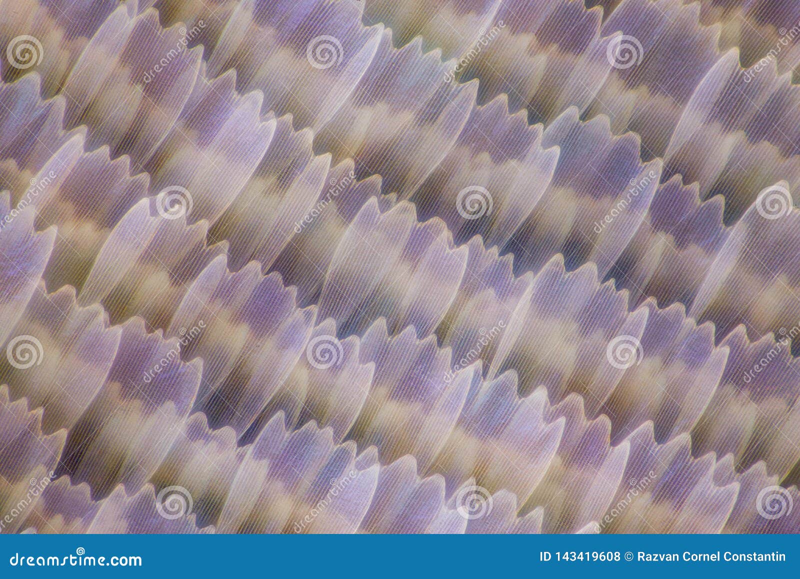Extreme Magnification - Butterfly Wing Under the Microscope, 50x ...