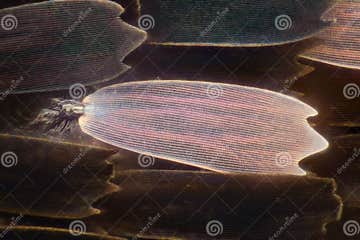 Extreme Magnification - Butterfly Wing Under the Microscope, 100x ...