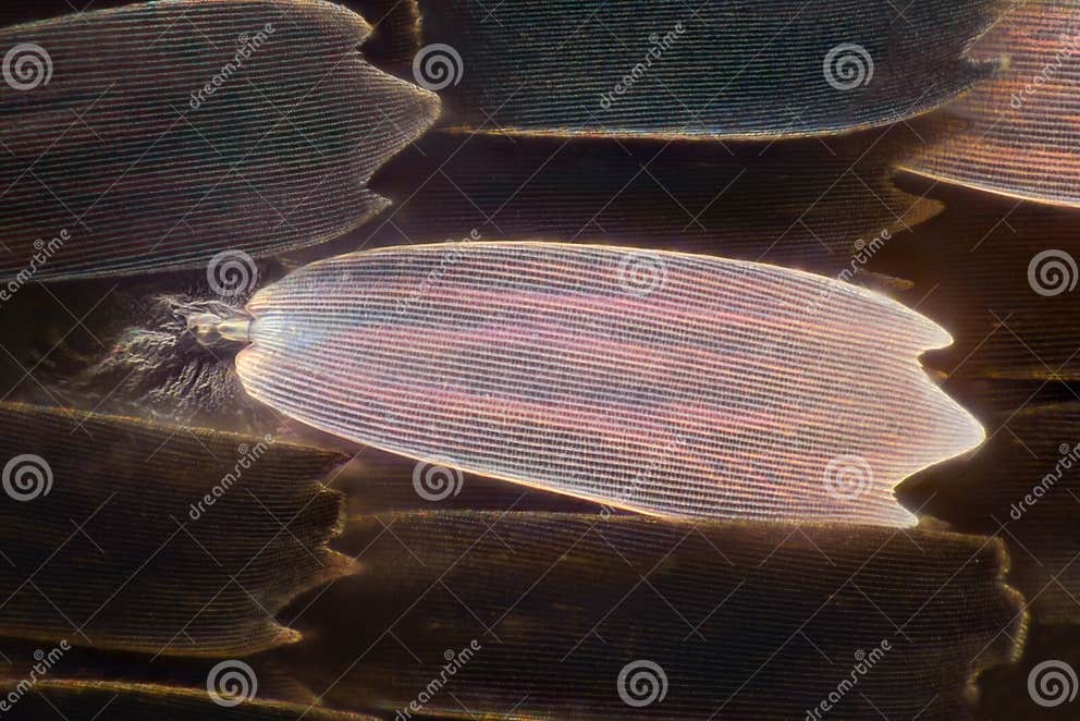 Extreme Magnification - Butterfly Wing Under the Microscope, 100x ...