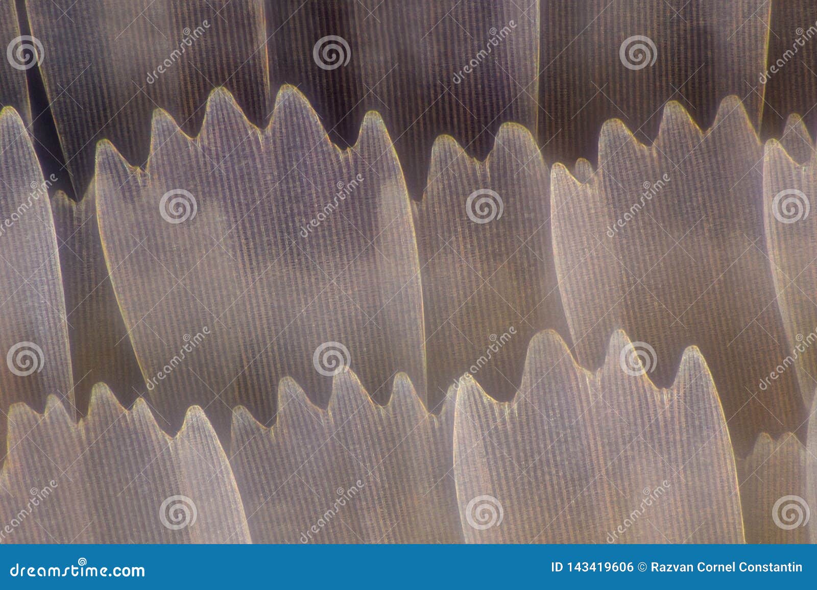 Extreme Magnification - Butterfly Wing Under the Microscope, 100x ...