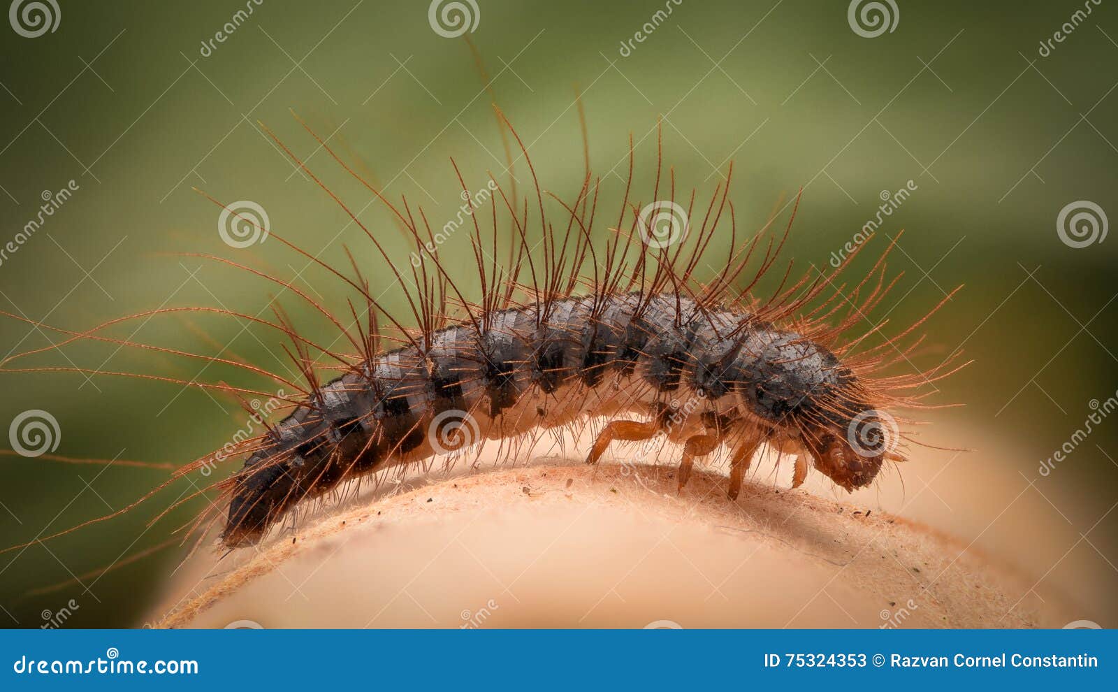 Beetle Larva In Soil Royalty-Free Stock Photography | CartoonDealer.com ...