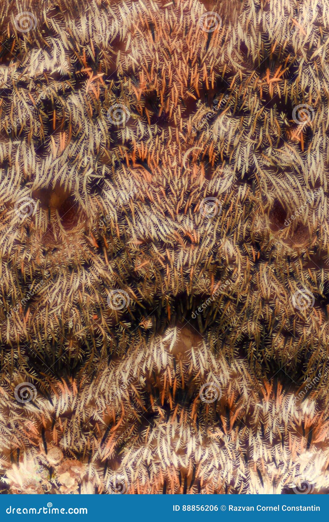 Extreme Magnification - Crab Spider Skin Texture Royalty-Free Stock ...