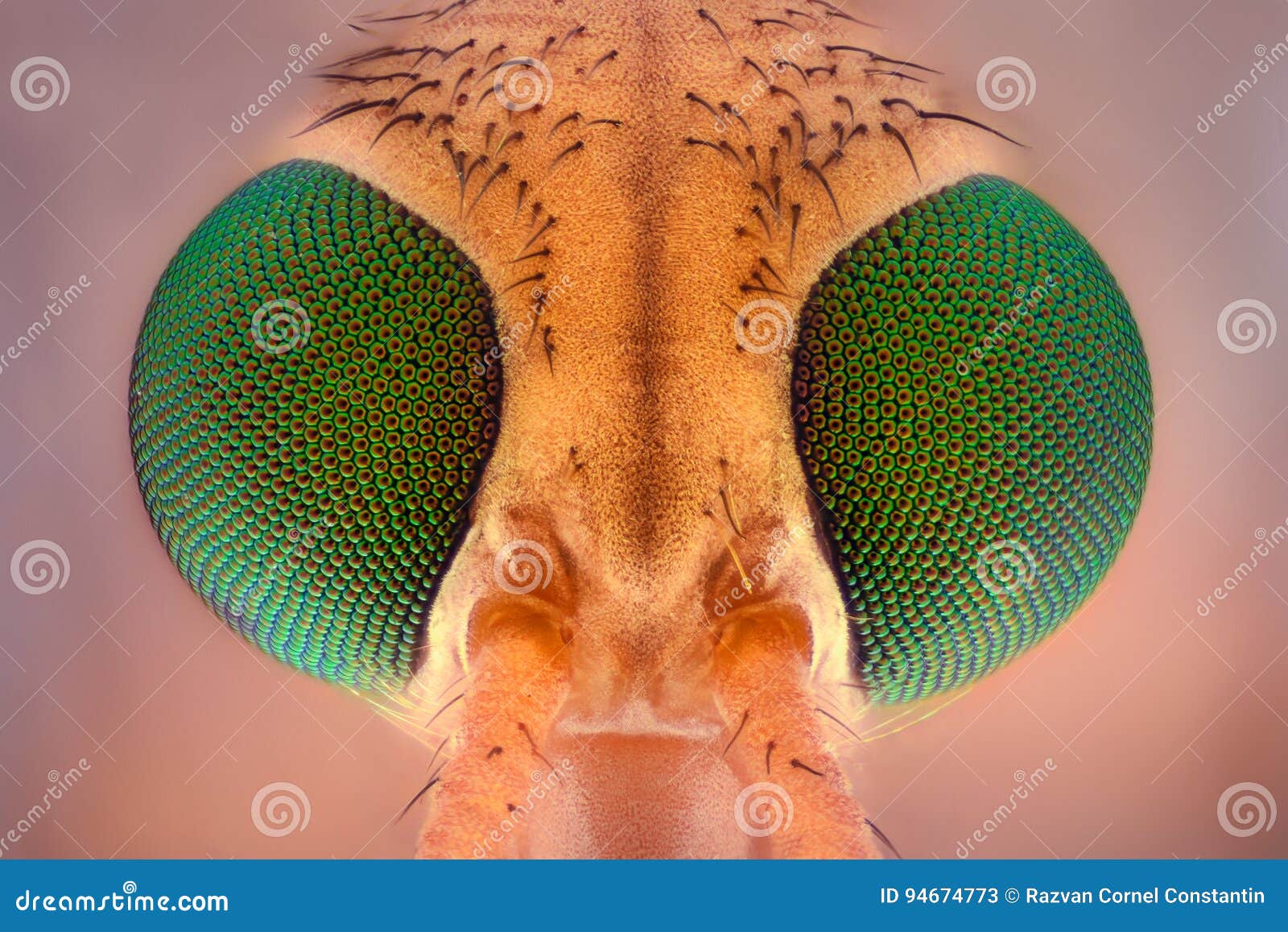 Extreme Magnification - Crane Fly Head Stock Image - Image of nature ...