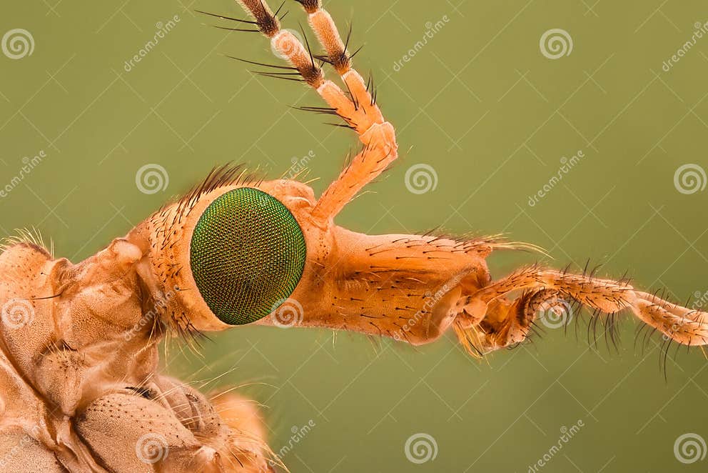 Extreme Magnification - Crane Fly Head Stock Image - Image of head ...