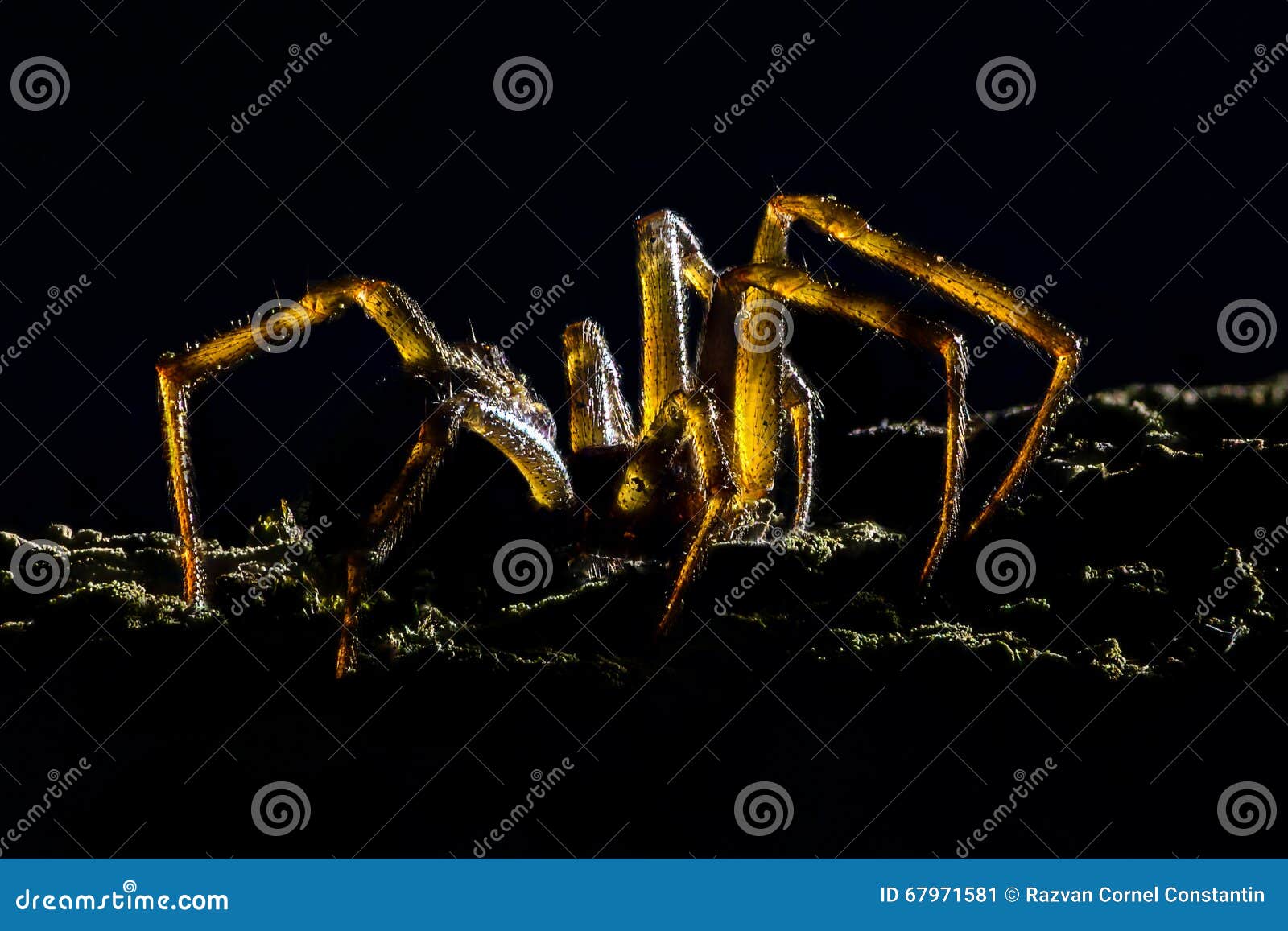 Extreme Magnification - Creepy Spider, Backlit Stock Image - Image of ...