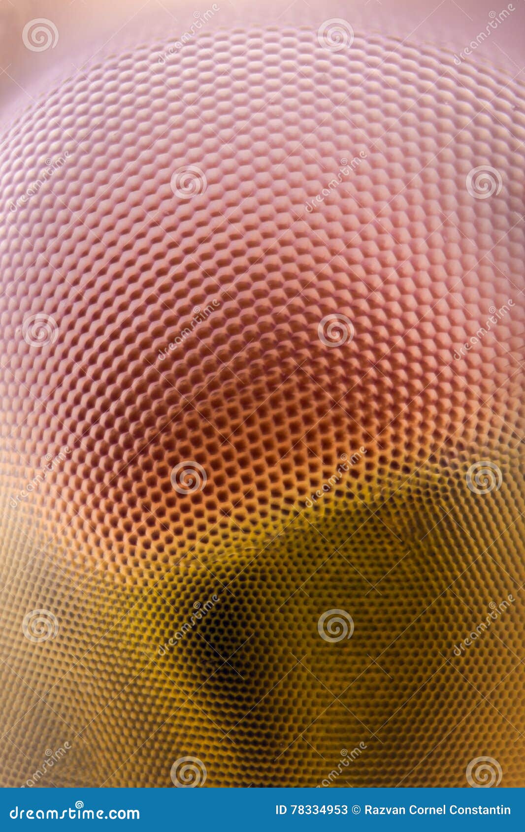 Extreme Magnification - Dragonfly Compound Eye Stock Image - Image of ...