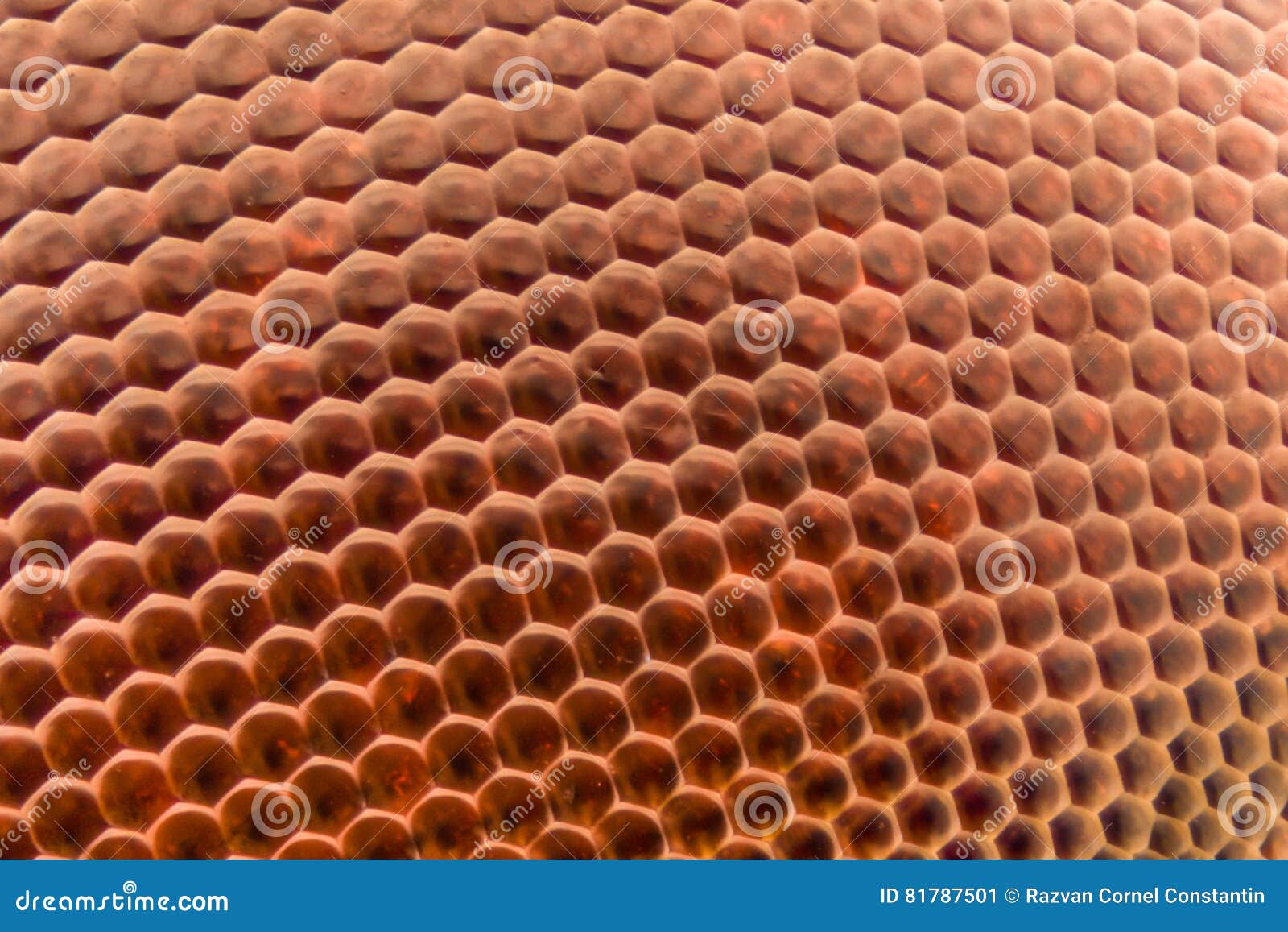 3,692 Insect Eye Texture Photos - Free & Royalty-Free Stock Photos from ...