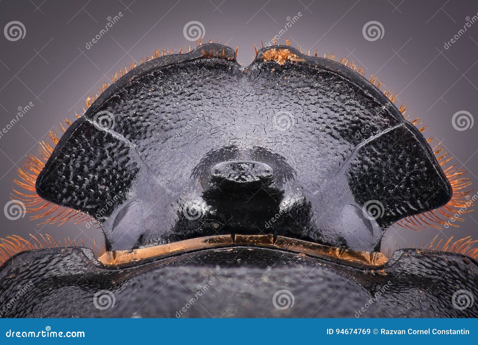 Extreme Magnification - Crab Spider Skin Texture Royalty-Free Stock ...