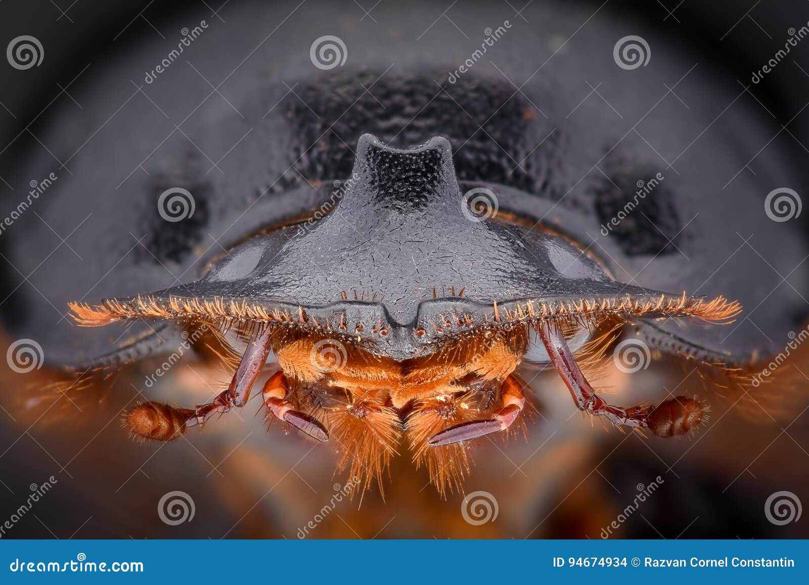 Extreme Magnification - Pholcidae, Pholcoidea Daddy Long Legs Royalty ...