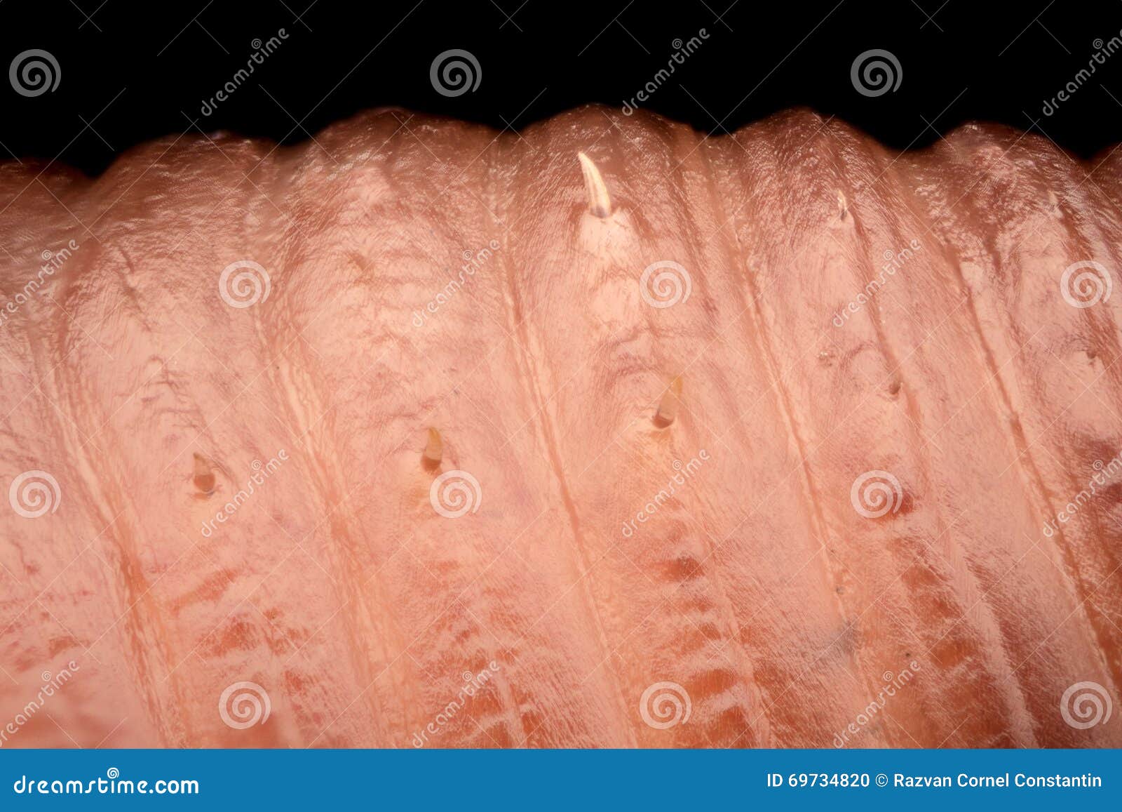 Extreme Magnification - Earth Worm Claws for Locomotion Stock Photo ...