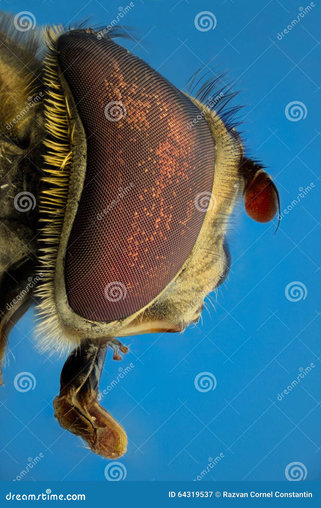 Extreme Magnification, Fake Bee Stock Image - Image of hairs, miniature ...