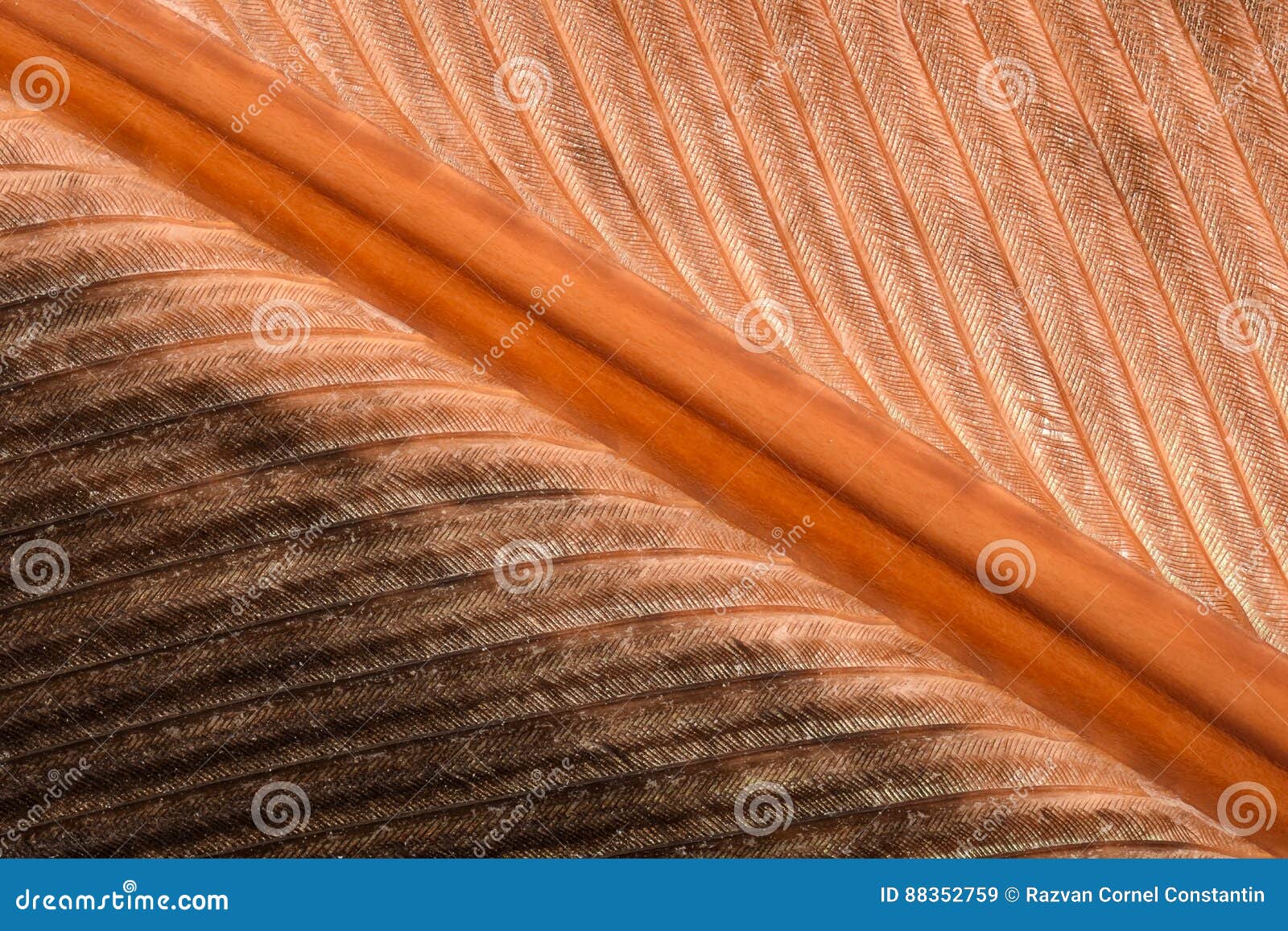 Extreme Magnification - Feather Detail Stock Image - Image of ...