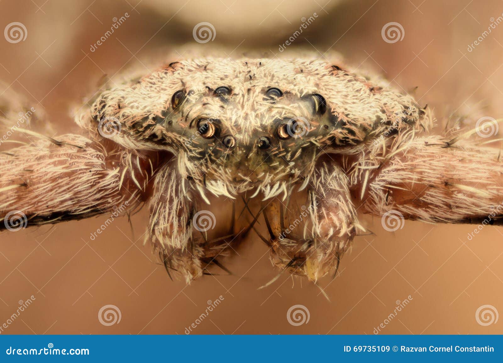 Extreme Magnification - Flat Spider, Front View Stock Image - Image of ...