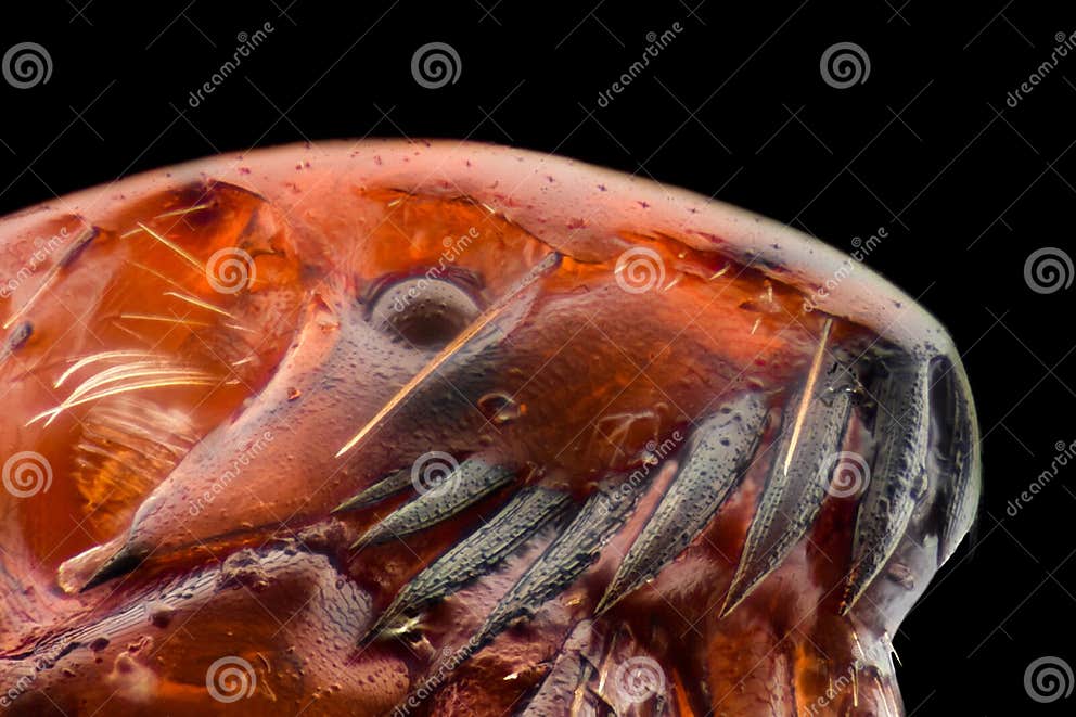 Extreme Magnification - Flea at 50x Stock Photo - Image of bubonic ...