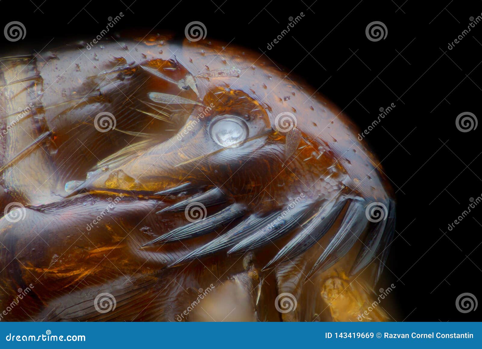 Extreme Magnification - Flea at Microscope, 50x Magnification Stock ...