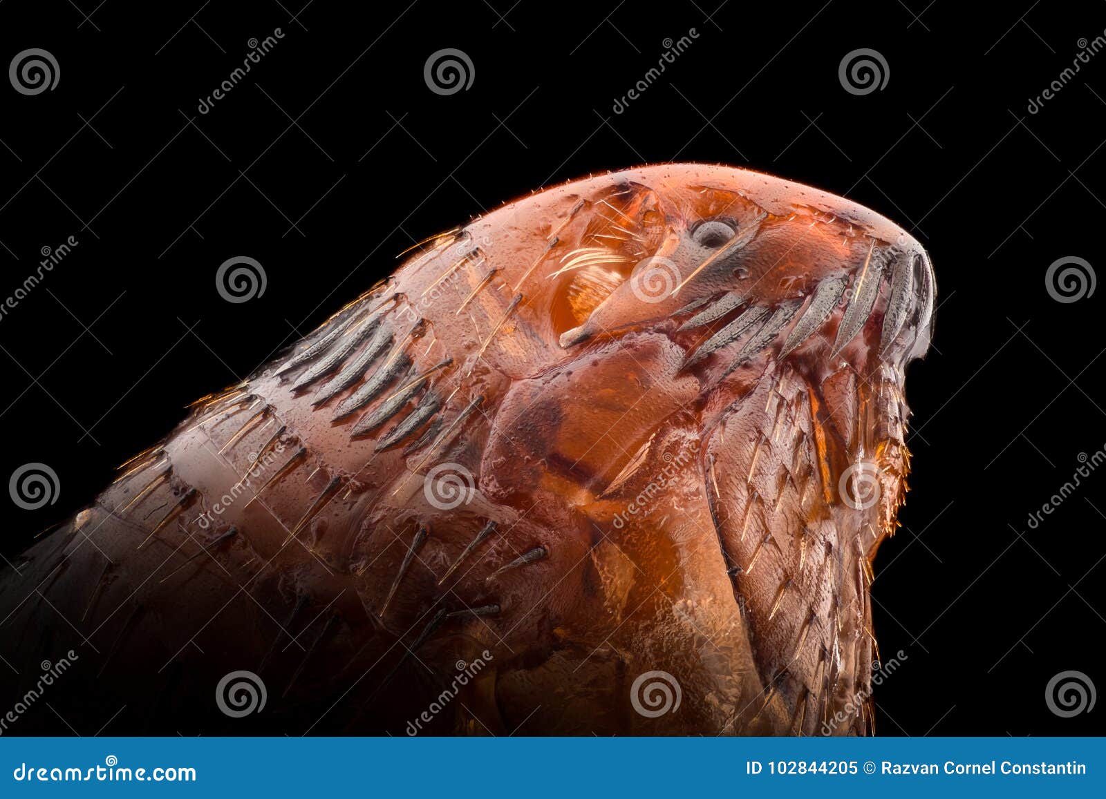Extreme Magnification - Fly Compound Eye At Microscope, 50x ...