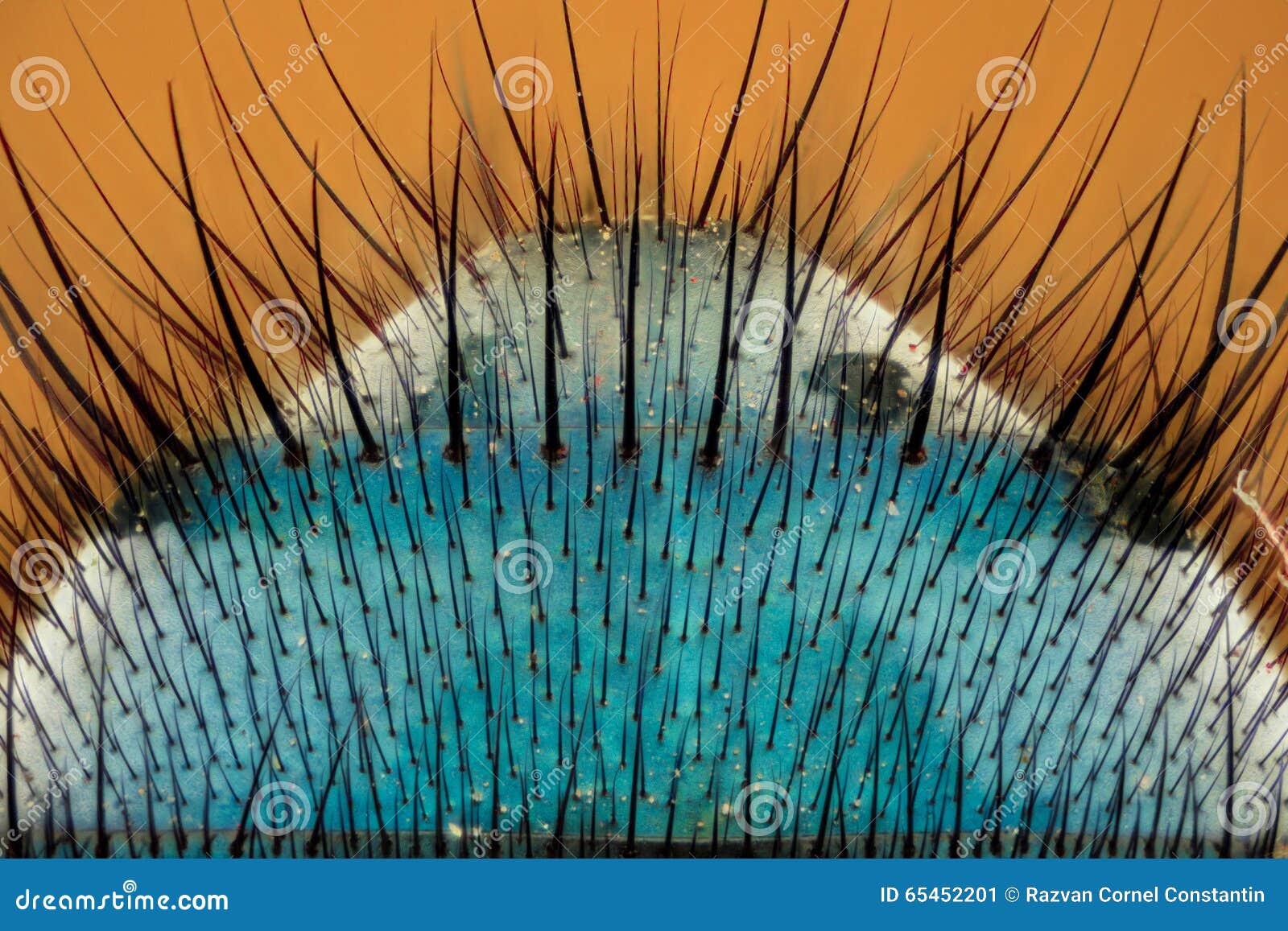 Extreme Magnification - Fly Body Stock Image - Image of color, compound ...