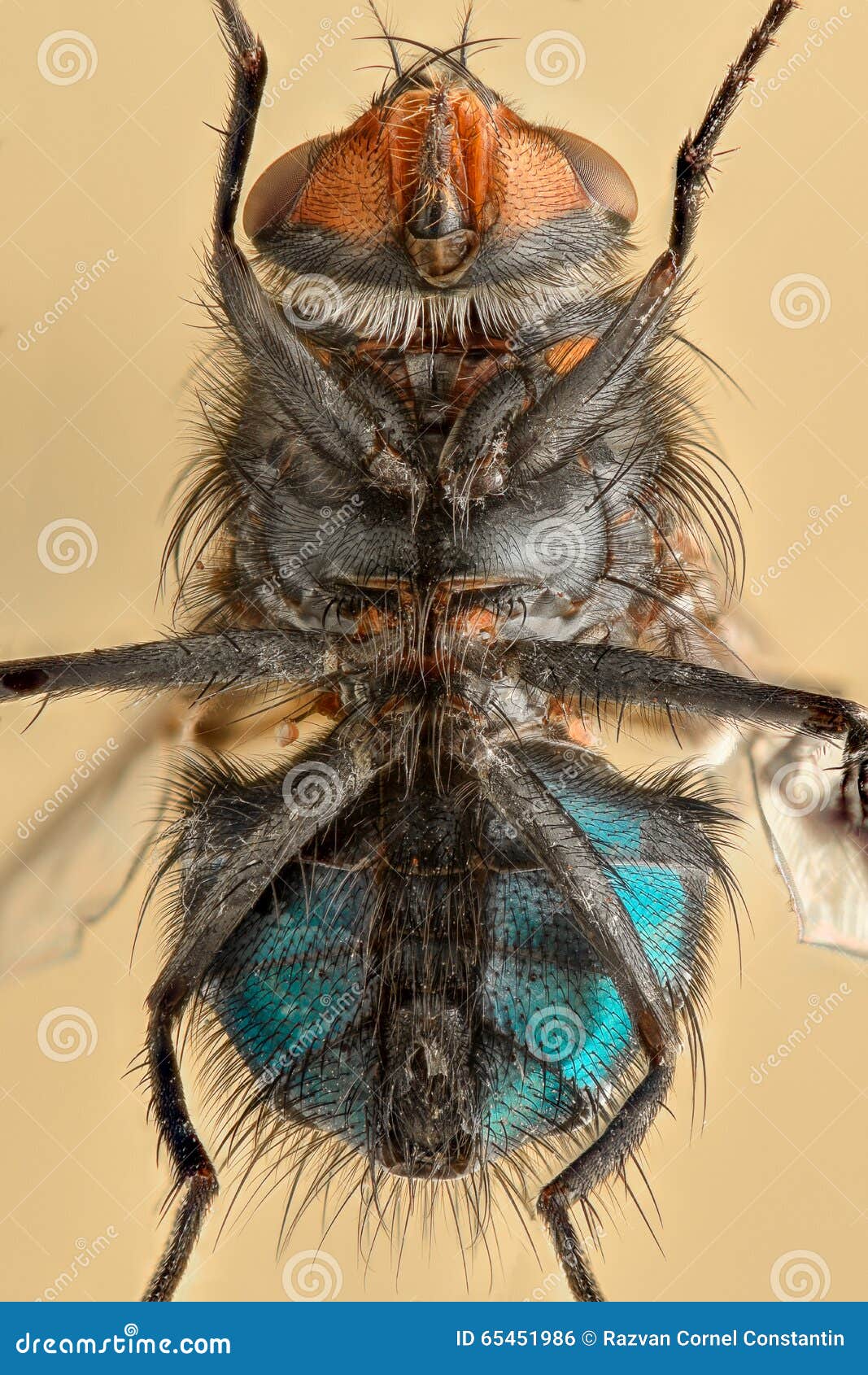 Extreme Magnification - Fly Body Stock Photo - Image of black, detail ...