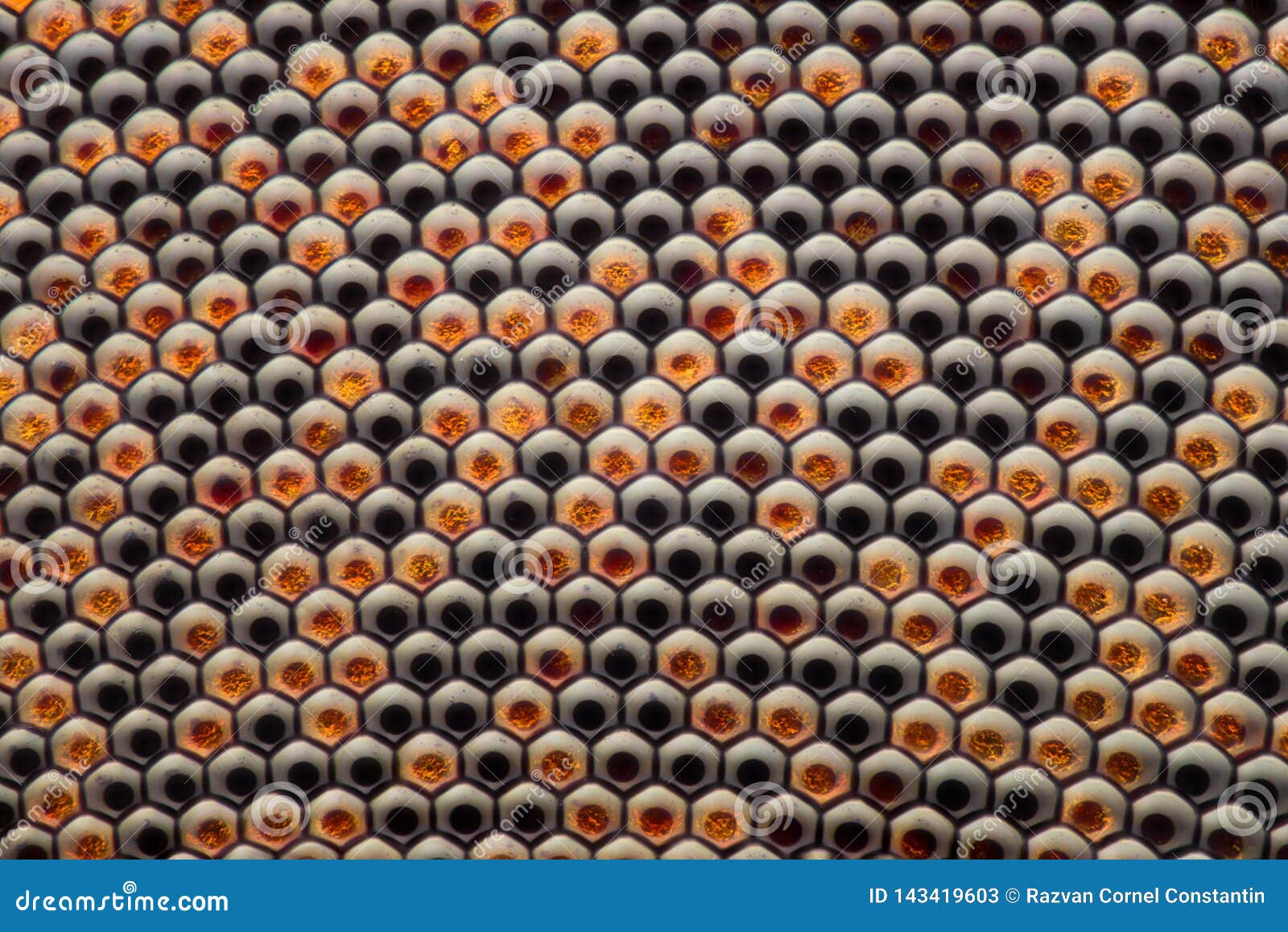 Extreme Magnification - Fly Compound Eye at Microscope, 50x ...