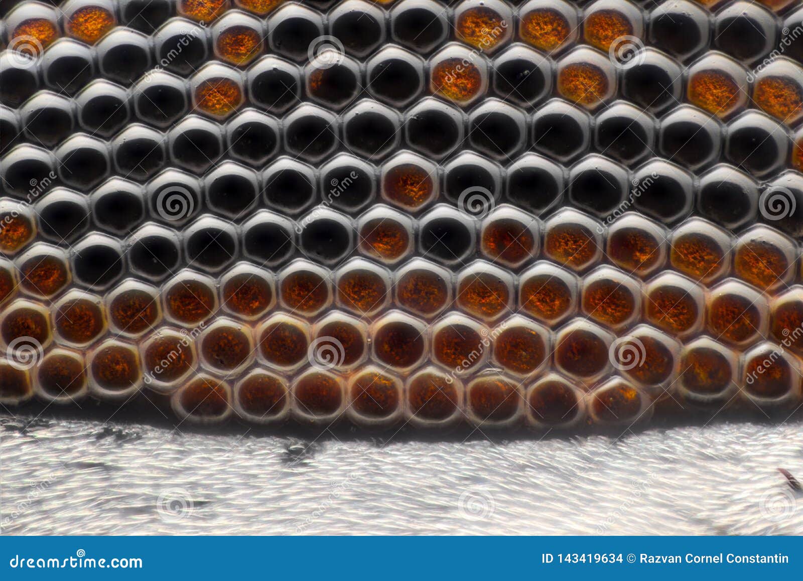 Extreme Magnification - Fly Compound Eye at Microscope, 100x ...