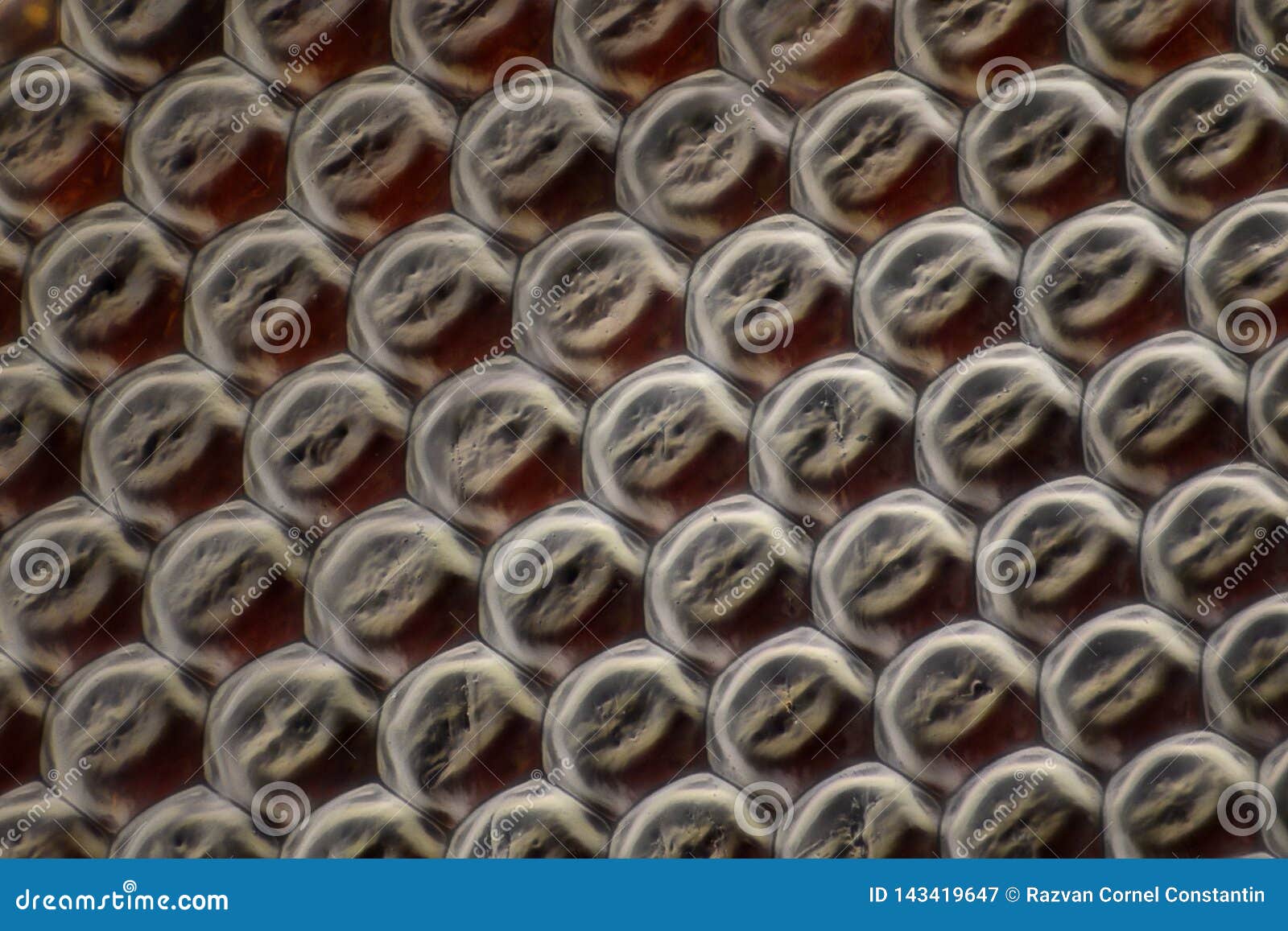 Extreme Magnification - Fly Compound Eye at Microscope, 100x ...