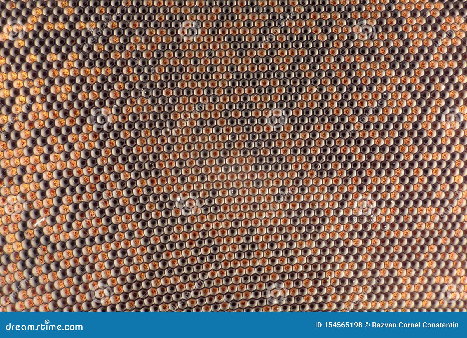 Extreme Magnification - Fly Compound Eye at Microscope, 20x ...