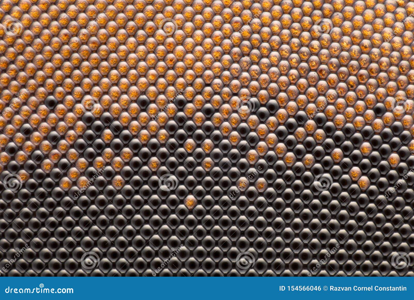 Extreme Magnification - Fly Compound Eye at Microscope, 50x ...