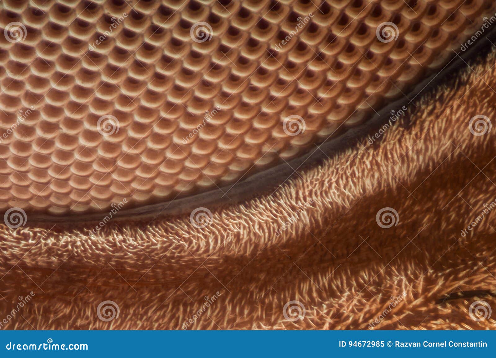 Extreme Magnification - Fly Compound Eye Under the Microscope Stock ...