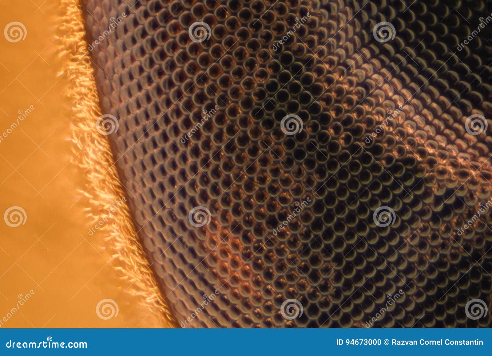 Extreme Magnification - Fly Compound Eye Under the Microscope Stock ...