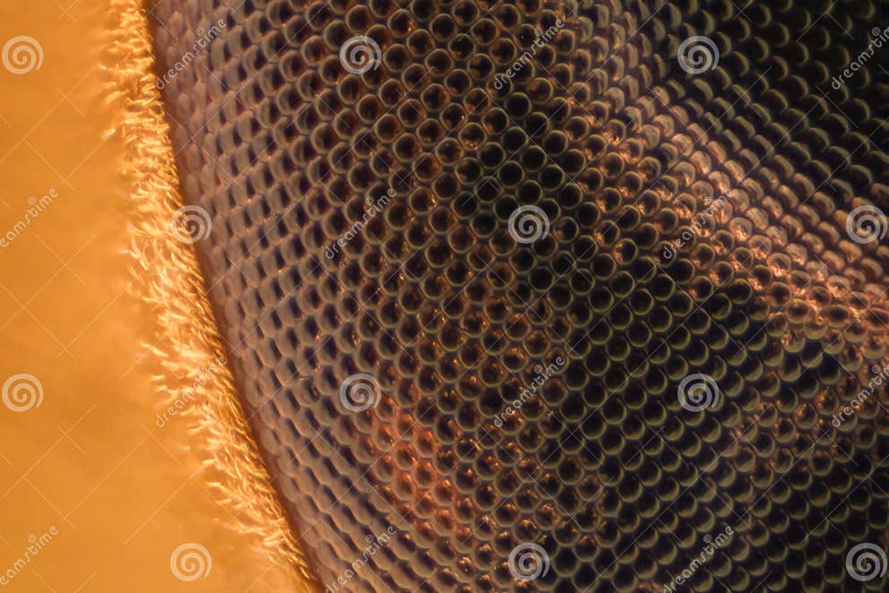 Extreme Magnification - Fly Compound Eye Under the Microscope Stock ...