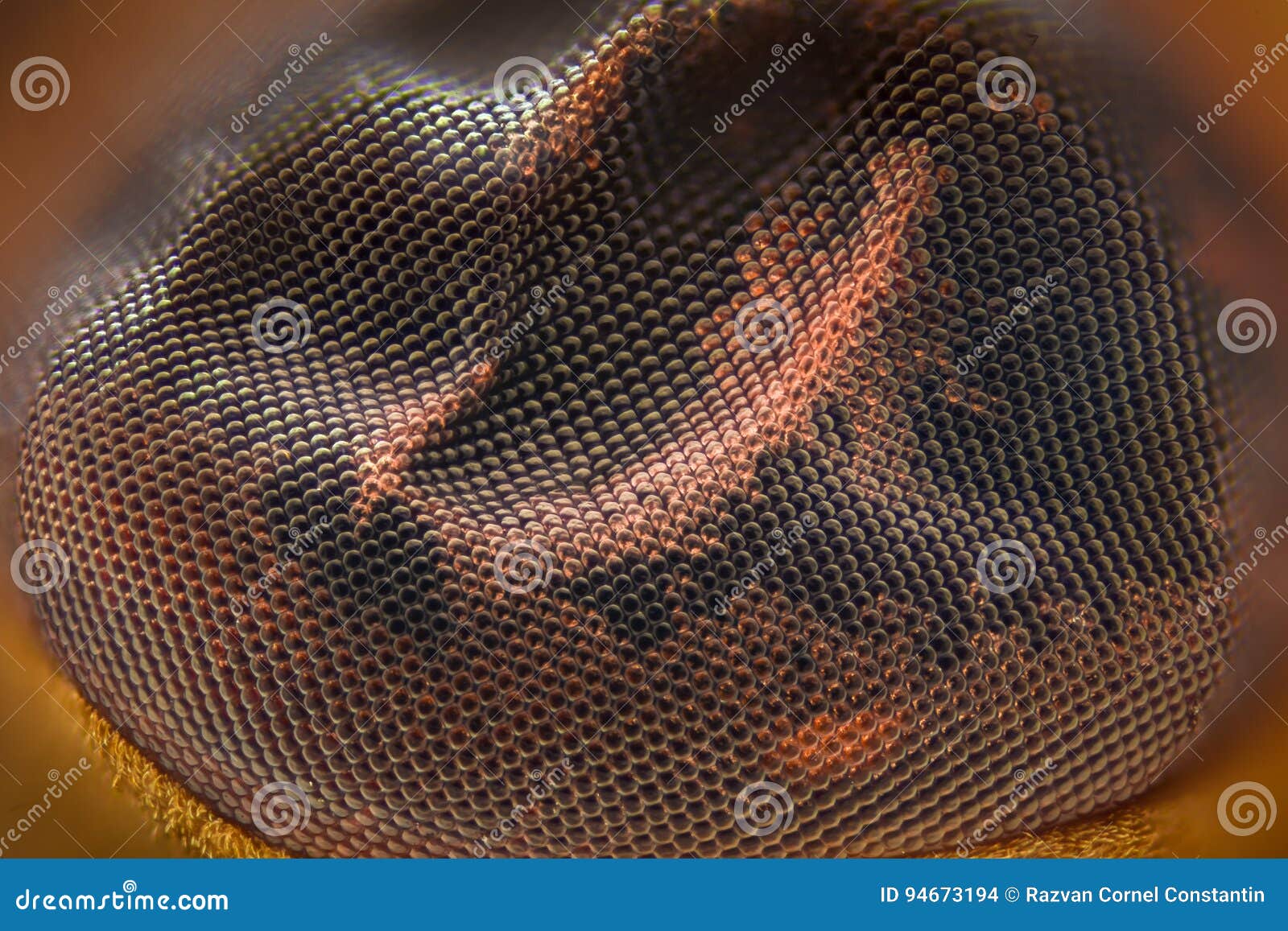 Extreme Magnification - Fly Compound Eye Under the Microscope Stock ...
