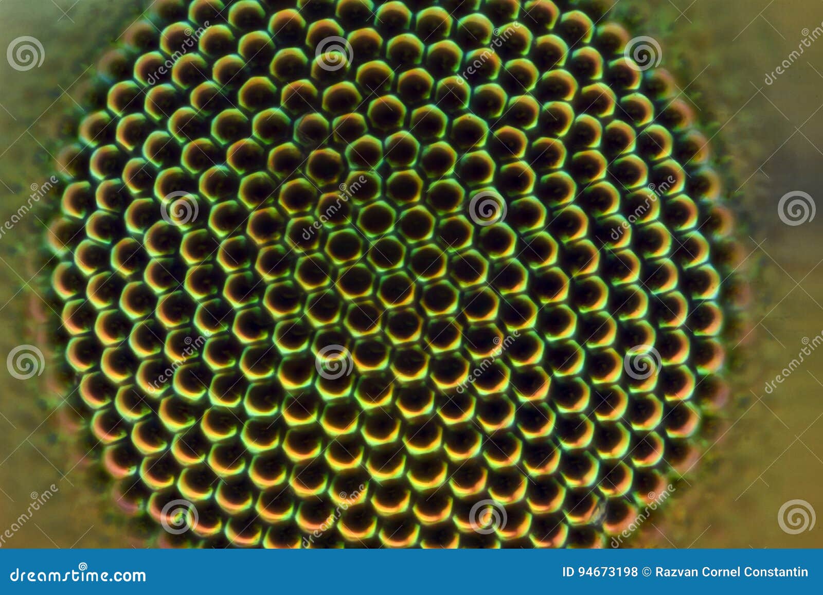 Extreme Magnification - Fly Compound Eye Under the Microscope Stock ...