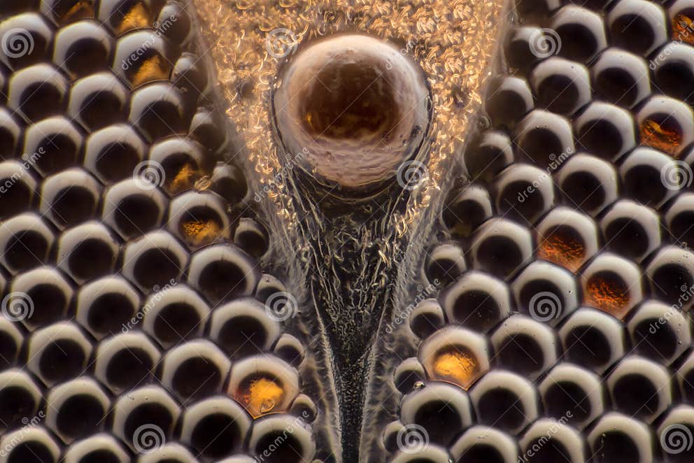 Extreme Magnification - Fly Compound Eye at Microscope, 100x ...