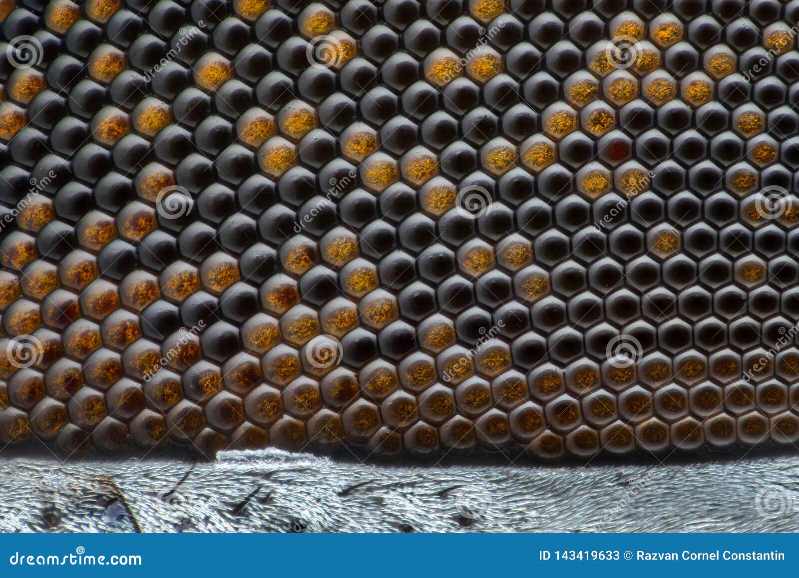 Extreme Magnification - Fly Compound Eye at Microscope, 50x ...