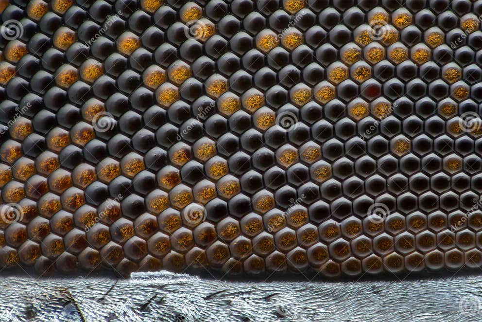 Extreme Magnification - Fly Compound Eye at Microscope, 50x ...