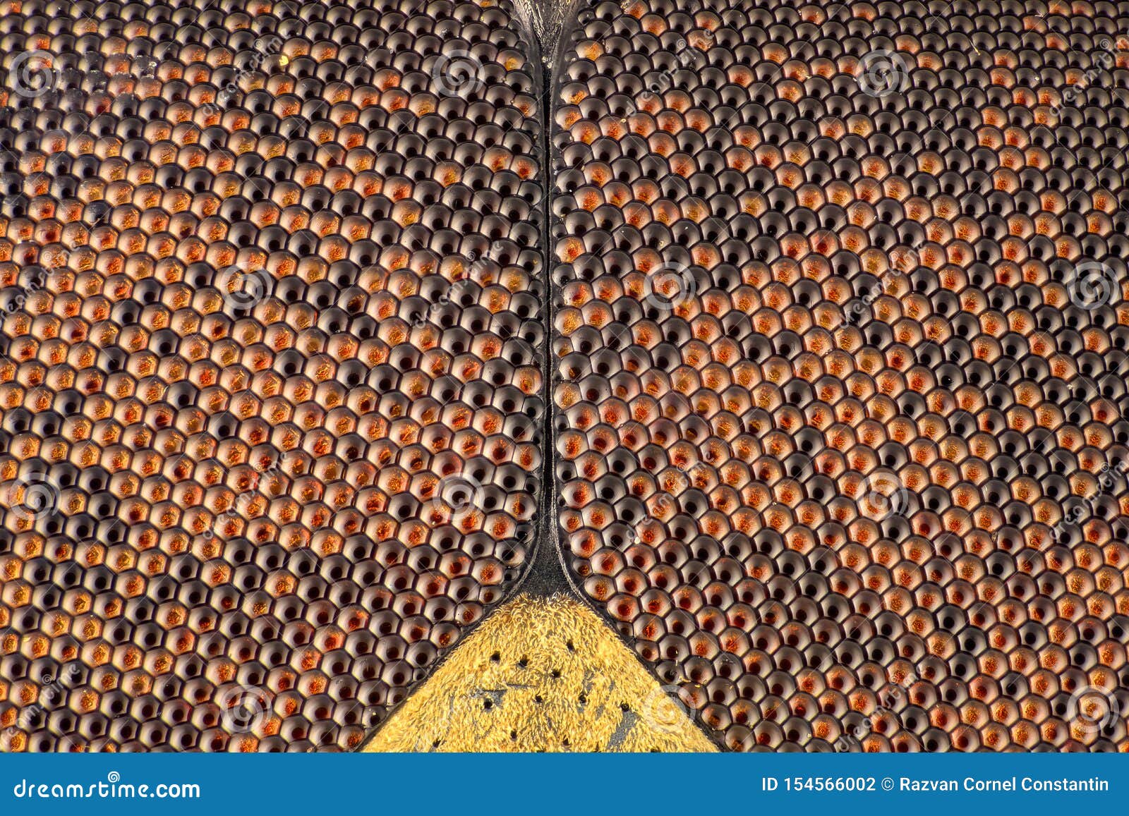 Extreme Magnification - Fly Compound Eye at Microscope, 20x ...