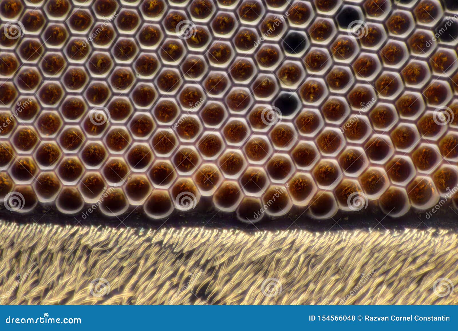 Extreme Magnification - Fly Compound Eye at Microscope, 100x ...