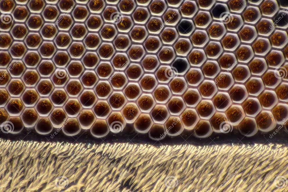 Extreme Magnification - Fly Compound Eye at Microscope, 100x ...