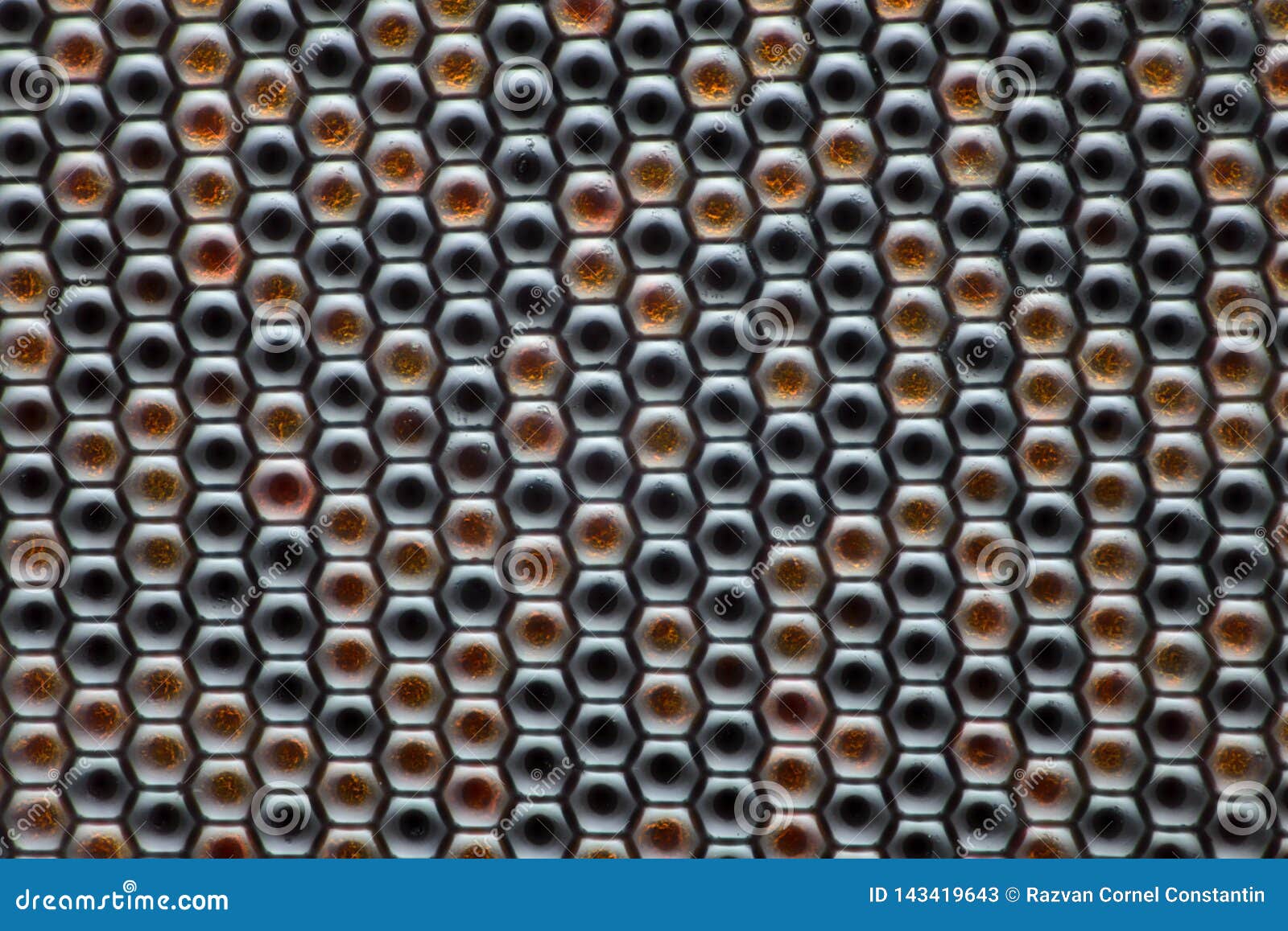 Extreme Magnification - Fly Compound Eye at Microscope, 50x ...