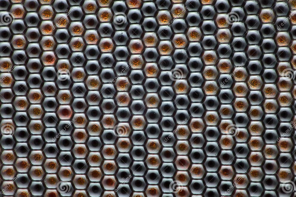 Extreme Magnification - Fly Compound Eye at Microscope, 50x ...