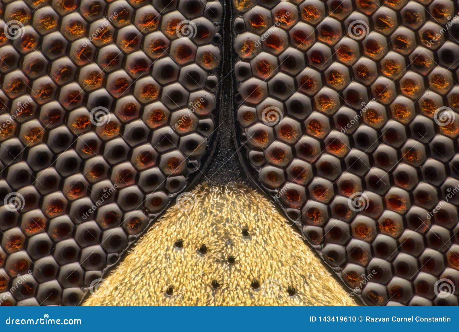 Extreme Magnification - Fly Compound Eye At Microscope, 20x ...
