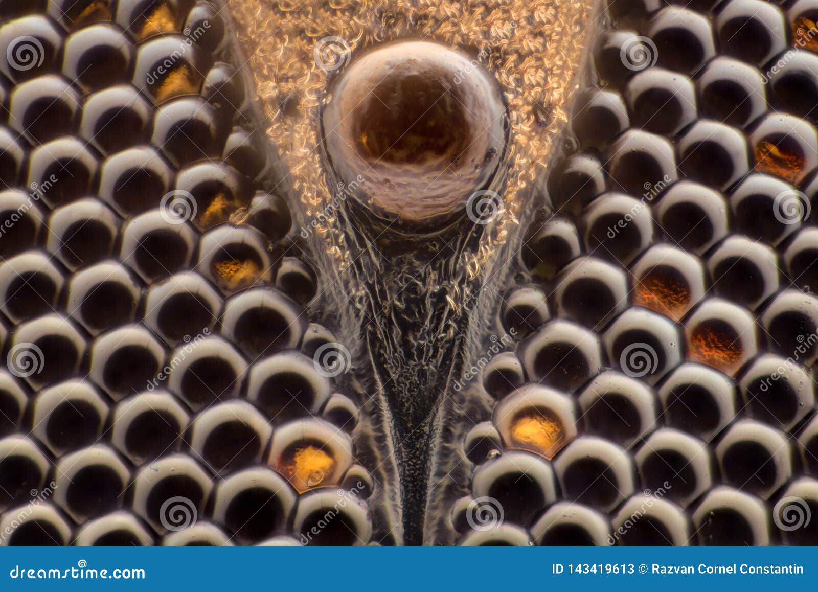 Extreme Magnification - Fly Compound Eye At Microscope, 100x ...