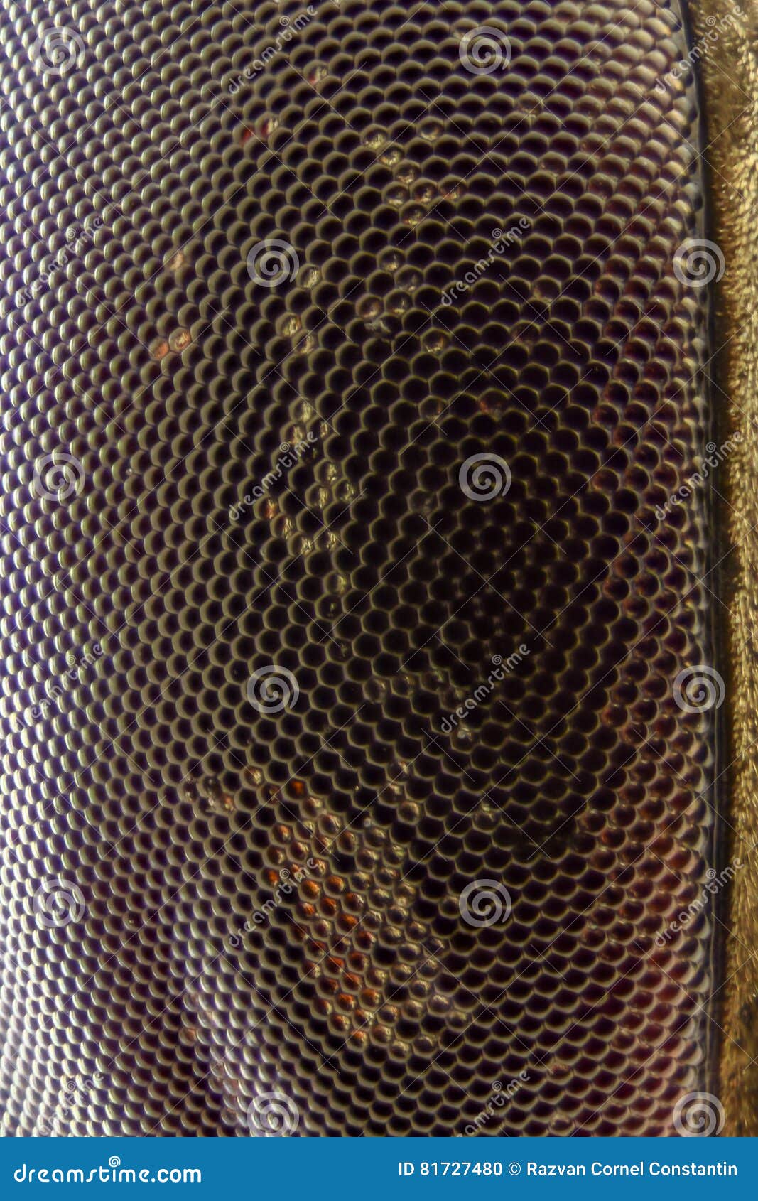 Extreme Magnification - Fly Eye at 20x Stock Photo - Image of micro ...