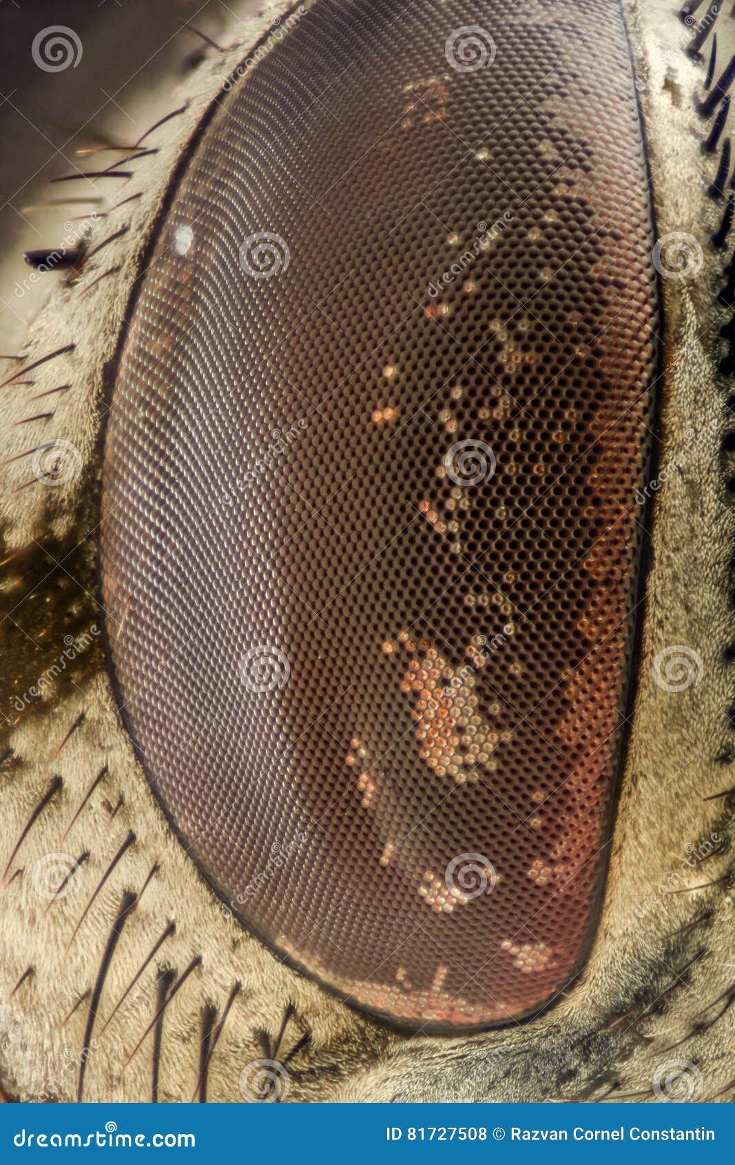 Extreme Magnification - Fly Eye at 10x Stock Photo - Image of ommatidia ...