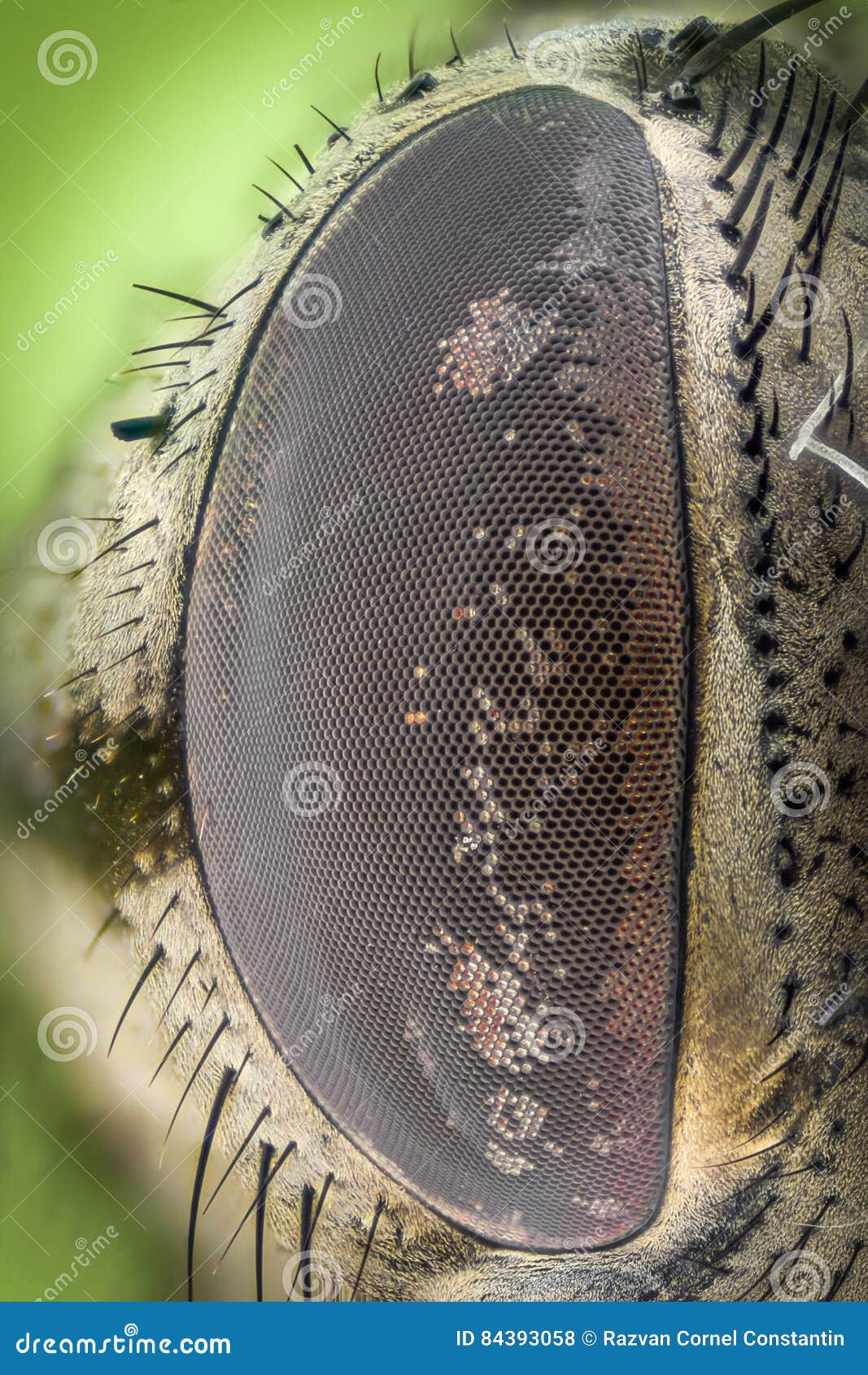 Extreme Magnification - Fly Eye at 10x Stock Photo - Image of facets ...