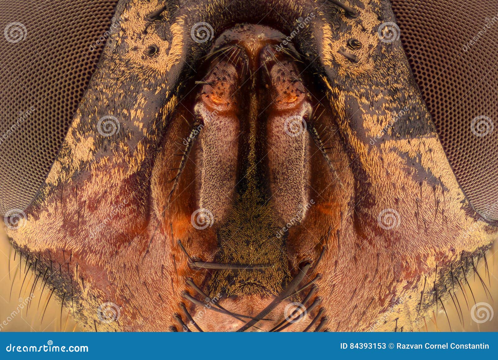 Extreme Magnification - Fly Face at 10x Stock Image - Image of ...